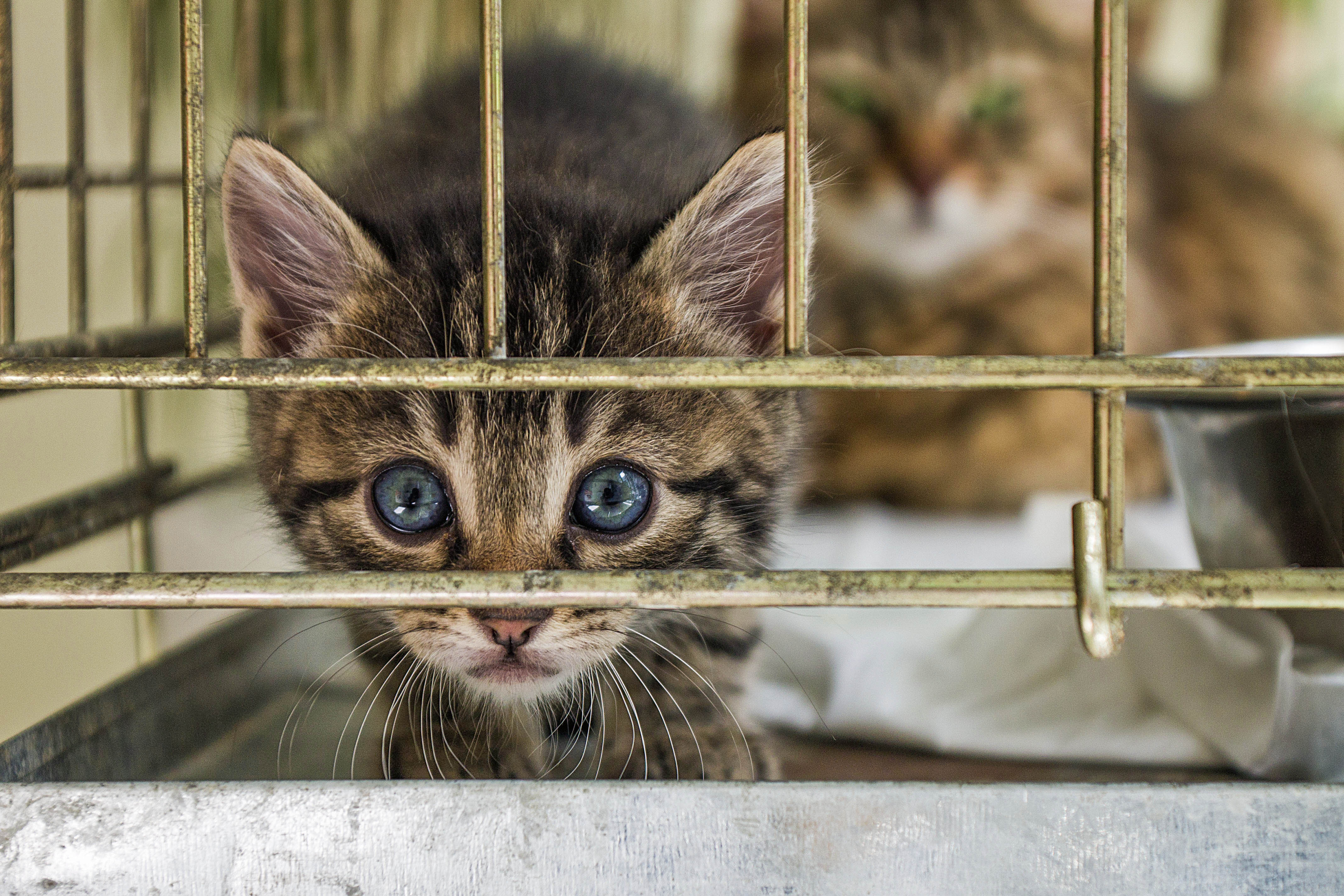 Animal shelter, groups overwhelmed by overpopulation | Franklin County ...